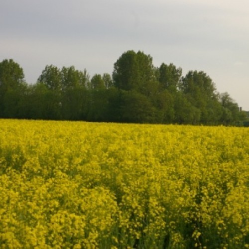 Yaxham, Norwich Road, Yaxham, Yaxham, NR191RQ, Norfolk, England For Hire